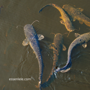 Essen untuk Lele Induk: Manfaat dan Cara Penggunaan – ESSEN LELE